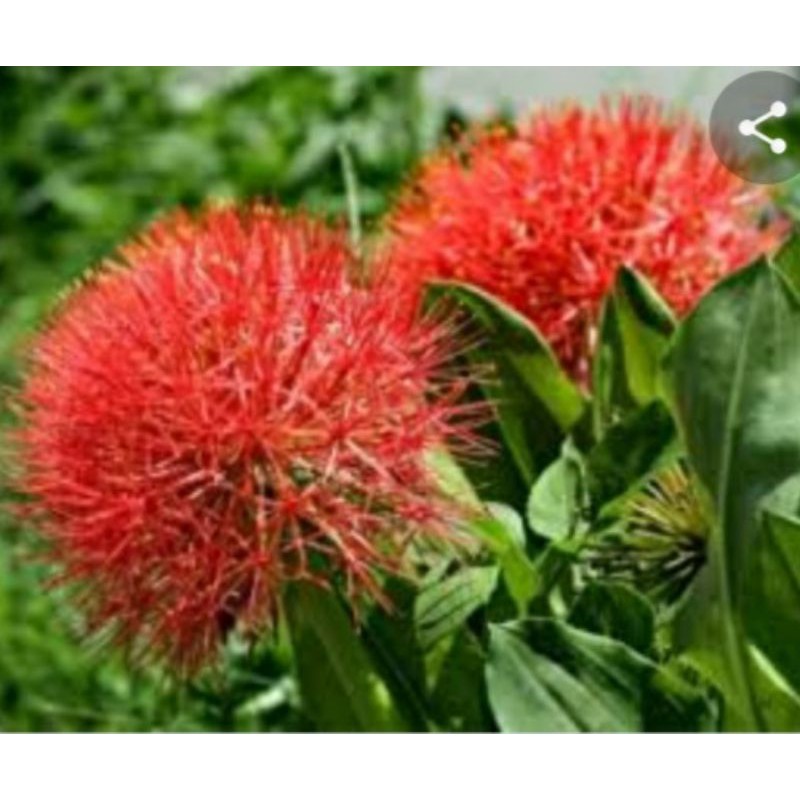 Jual Bunga Desember (bunga merah) | Shopee Indonesia