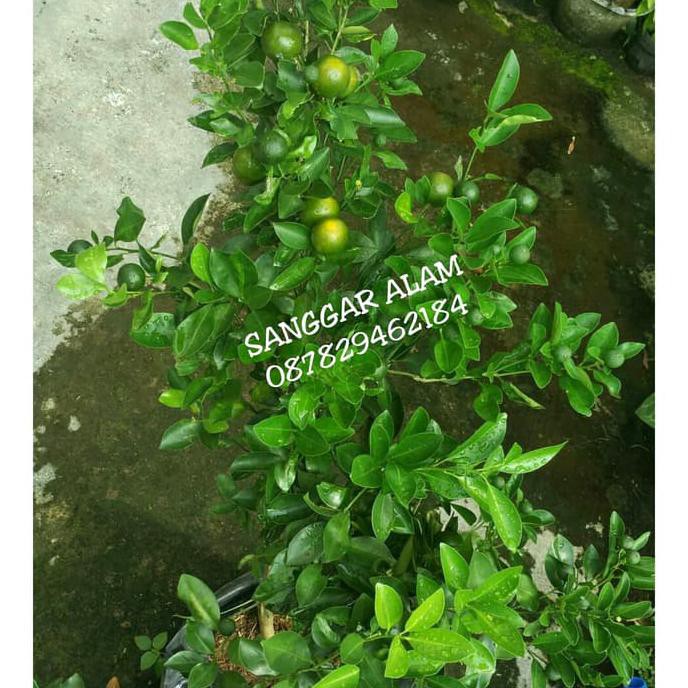 Jual Tanaman Buah Jeruk Songkit(Kasturi)/Bibit Tanaman Jeruk $Baru ...