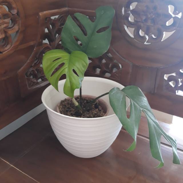Jual MONSTERA Raphidopora Raphidopora Pertusa (induk SAMA di foto ya ...