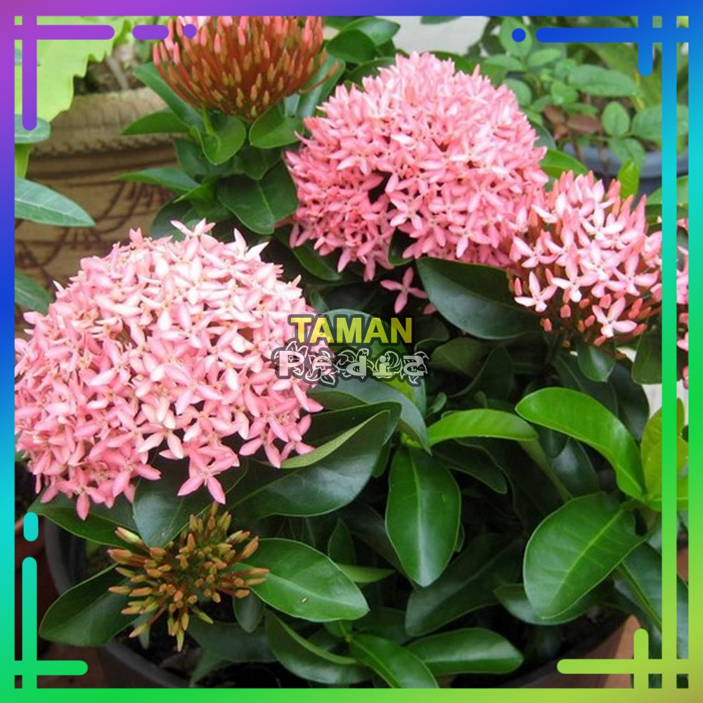 Begini 38+ Akar Tanaman Bunga Asoka yang Banyak Dicari - Informasi ...