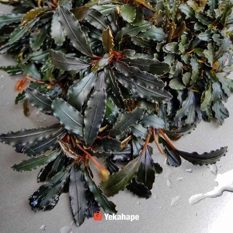 Jual 1Kg bucep Godzilla dark Original | Shopee Indonesia