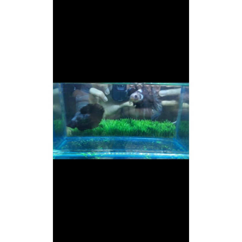 Jual Avatar-cooper-dan-black-cooper | Shopee Indonesia