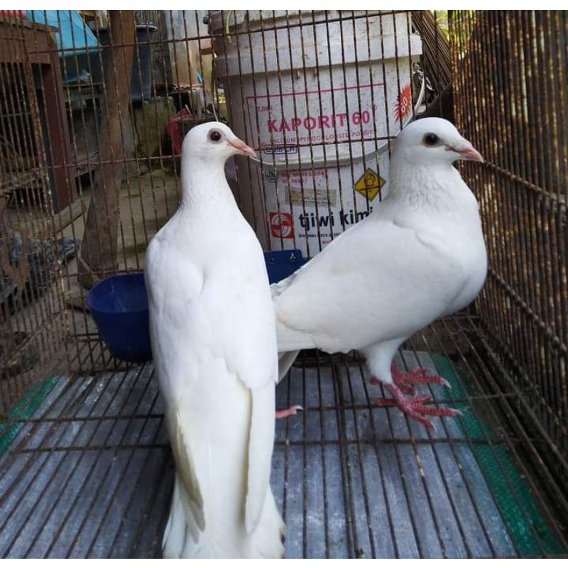 Jual Induk Burung Merpati Putih Polos Indukan Merpati Pos Dewasa ...