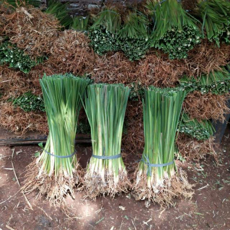 Jual Promo Paket 1000 batang rumput vetiver ( akar wangi ) pencegah ...