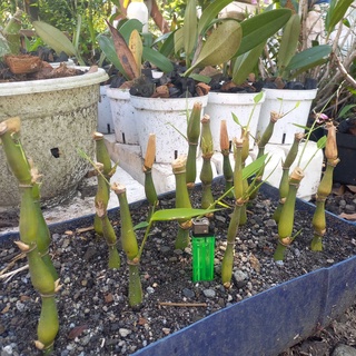 Jual Bambu Katak Bambu Tasbih Bambu Nagin Bambu Buddha Tanaman Hias ...