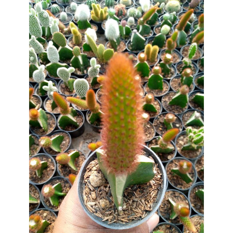 Jual ekor tupai cactus | Shopee Indonesia