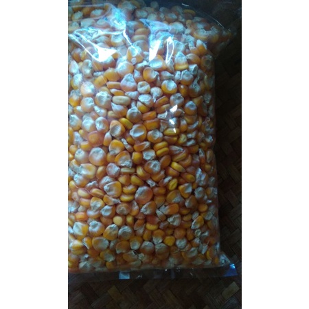 Jual benih jagung lokal hibrida 1kg | Shopee Indonesia