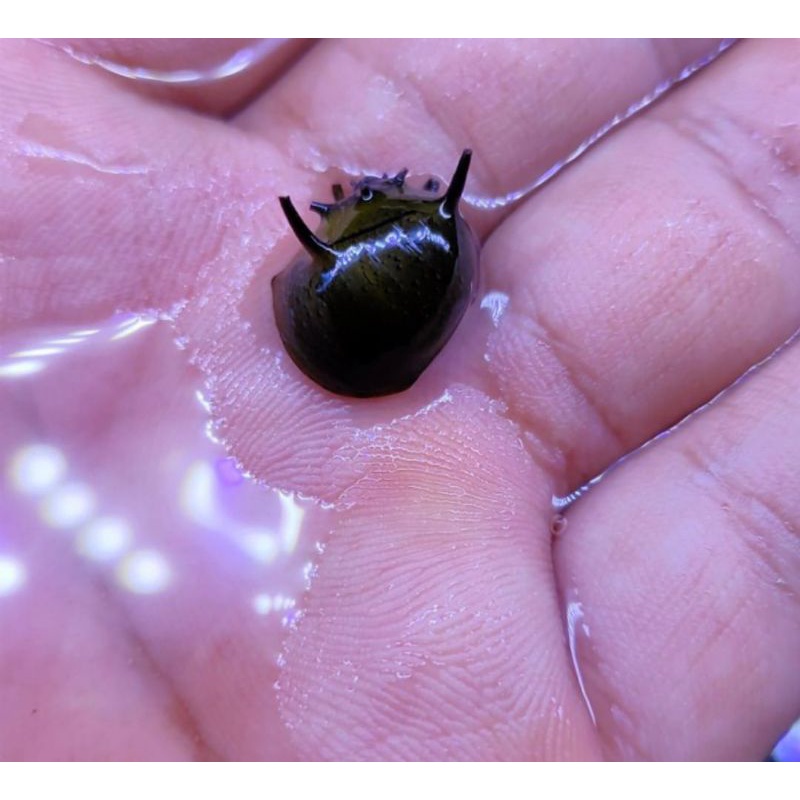 Jual keong tanduk pembasmi hama | Shopee Indonesia