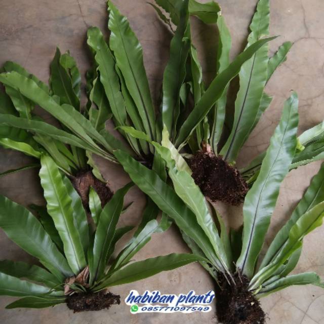 Jual Pohon kadaka daun panjang | Shopee Indonesia