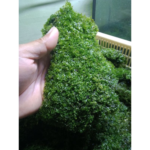 Jual ricardia tuk aquascape ukuran mika 15x12 | Shopee Indonesia