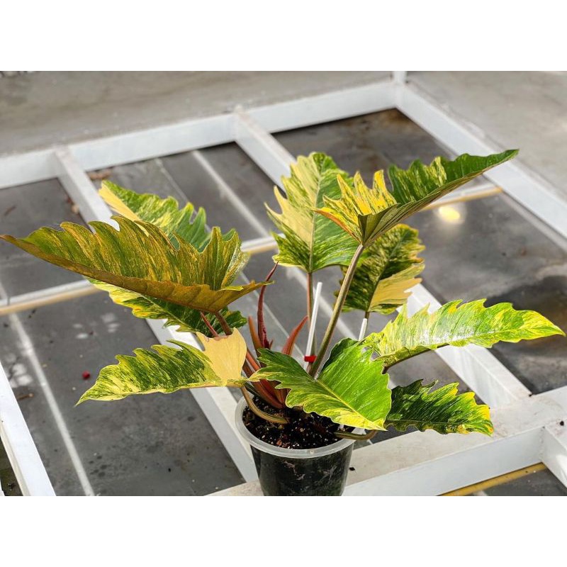 Jual Tanaman hias Philodendron Caramel Marble / Bonggol philo caramell ...
