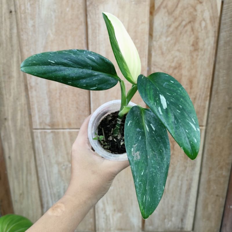 Jual Tanaman Hias Monstera Standleyana Variegata Putih (4-5 DAUN ...