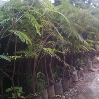 Jual pohon petai jenis padi tinggi 2 meter / pohon pete jenis padi ...