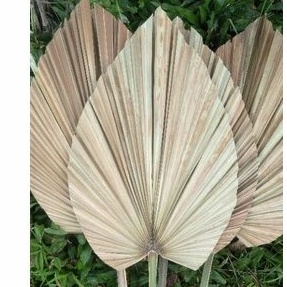 Jual Daun rustic/palem kering L40cm P 90cm | Shopee Indonesia