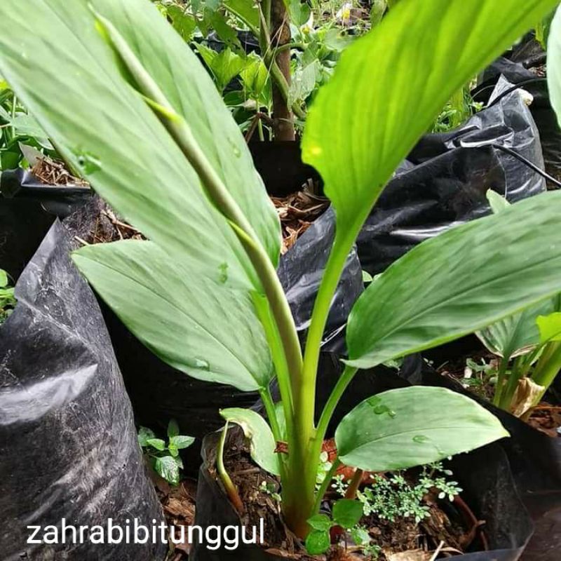 Jual Bibit temu kunci tanaman temu kunci | Shopee Indonesia