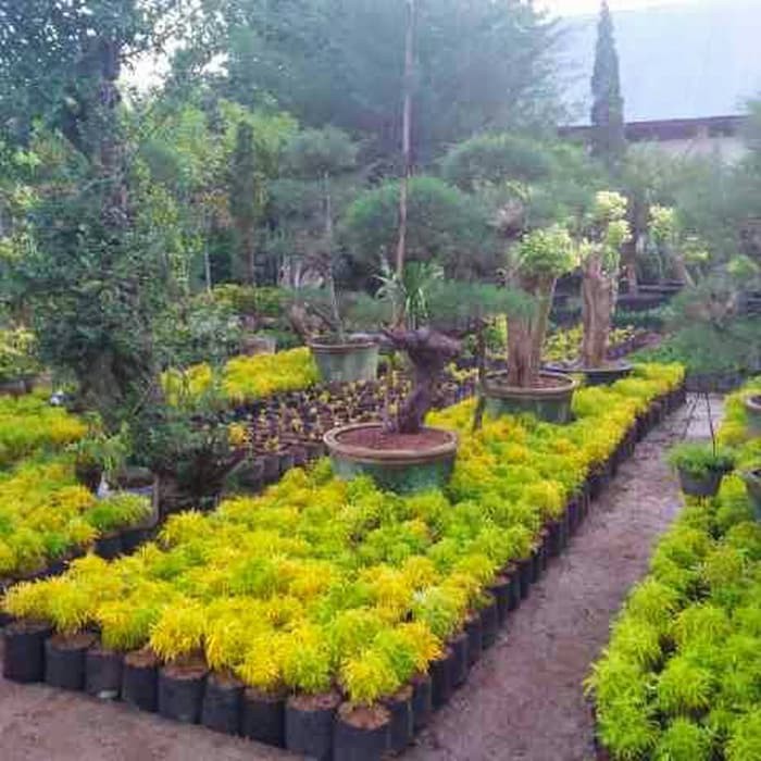 Jual pohon brokoli kuning , jual macam-macam tanaman hias. | Shopee ...