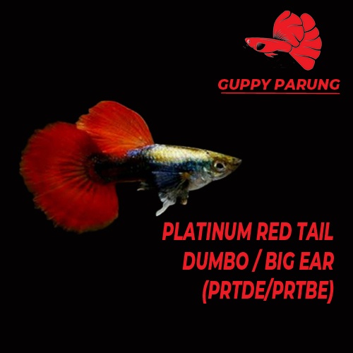Jual PLATINUM RED TAIL DUMBO/BIG EAR (PRTDE) | Shopee Indonesia