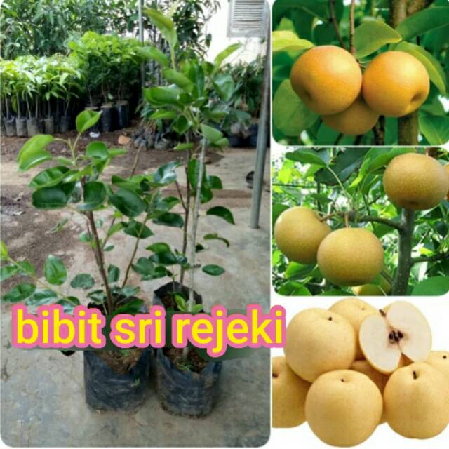 Jual BIBIT BUAH PIR MADU ASLI Indonesia|Shopee Indonesia