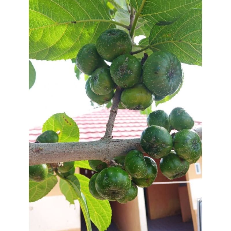 Jual buah loa buah ara Hasil Kebun Sendiri | Shopee Indonesia