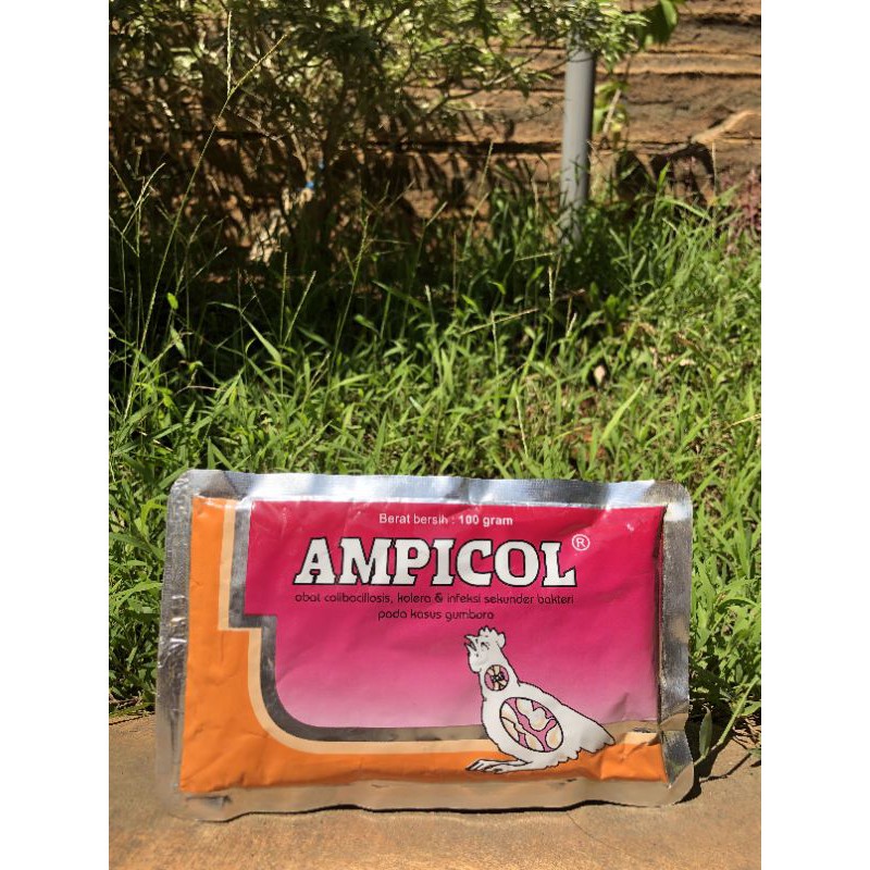 Jual Ampicol 100gr (obat coli, kolera dan infeksi sekunder bakteri pada ...