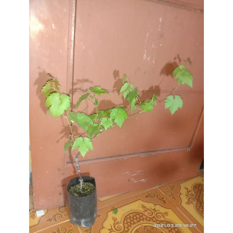 Jual Anggur Akademik - Aksesoris Anggur Kualitas Terbaik | Shopee Indonesia