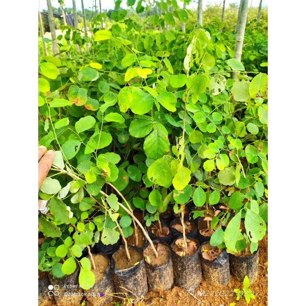 Jual Bibit kayu Sonokeling Super 50 cm Murah | Shopee Indonesia