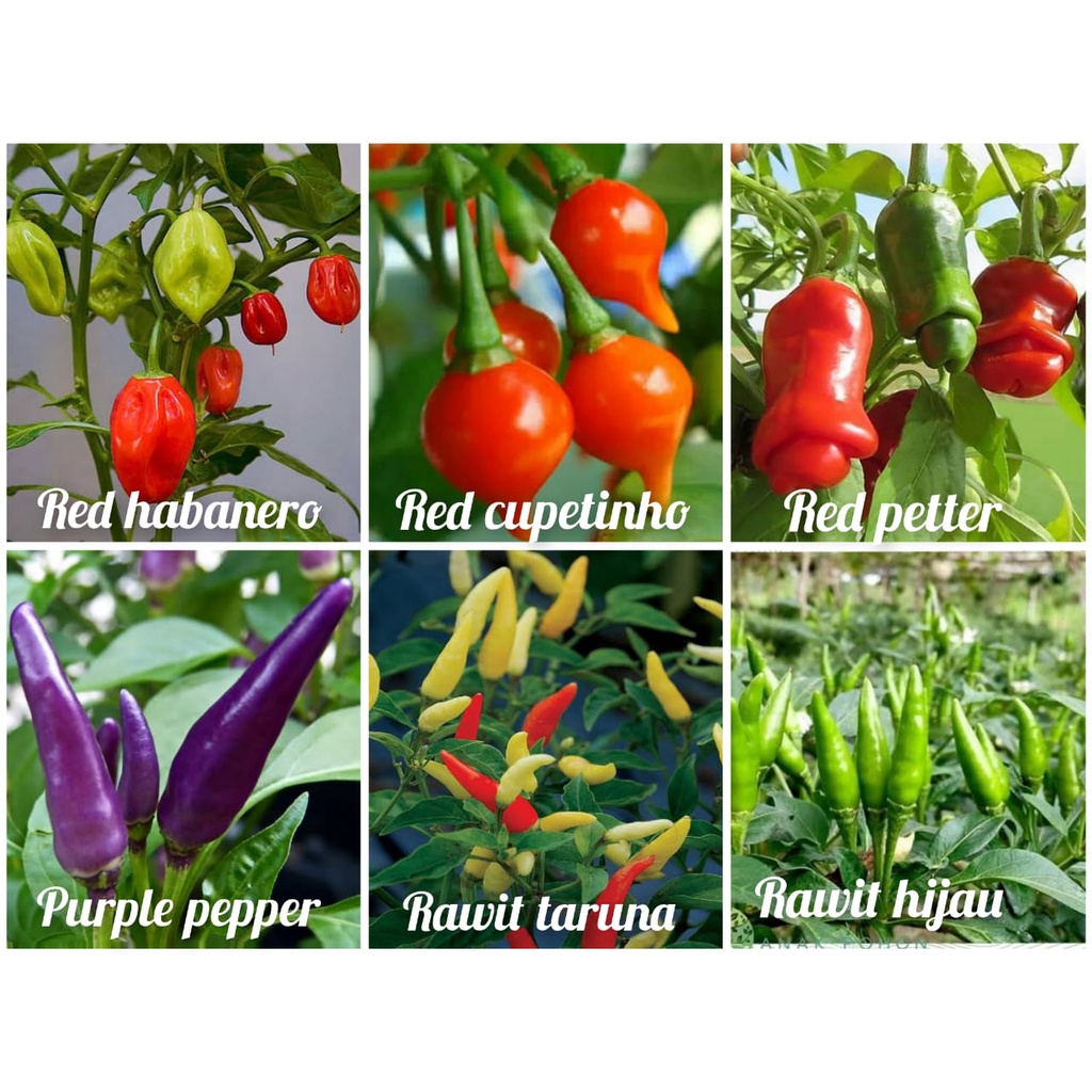 Jual PAKET 3 / BENIH CABE UNIK 6 JENIS / CABE HIAS BONUS 2 Macam BENIH ...