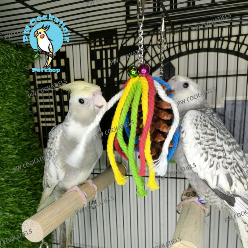 Jual Gigitan Bunga Pinus Mainan Burung Parkit Falk Lovebird Parrot ...
