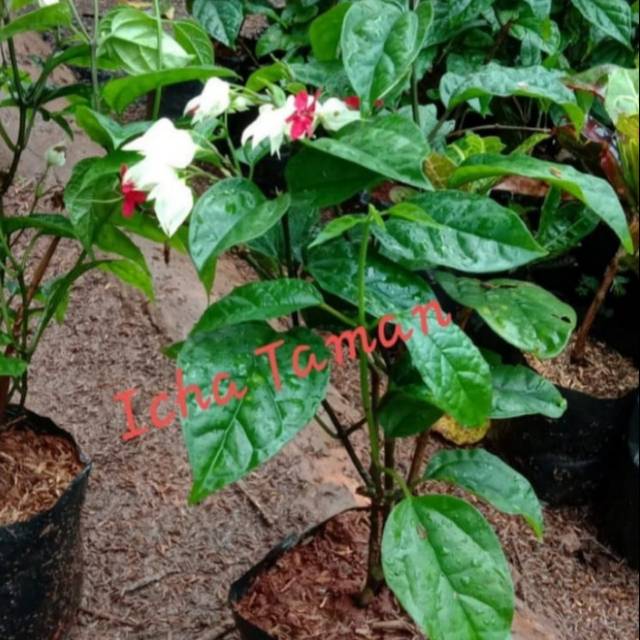 Jual Pohon Nyonya Makan Sirih - Tanaman Rambat Nyonya Makan Sirih Bunga ...