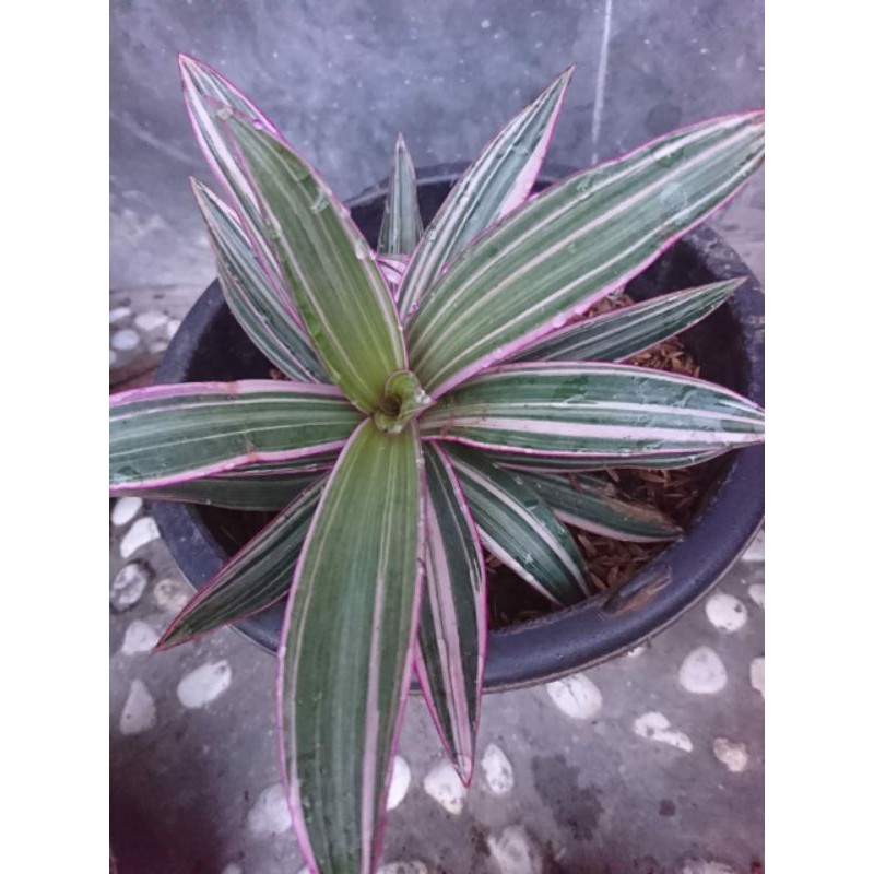 Jual Tanaman Hias Adam Hawa (Rhoeo Discolor) | Shopee Indonesia