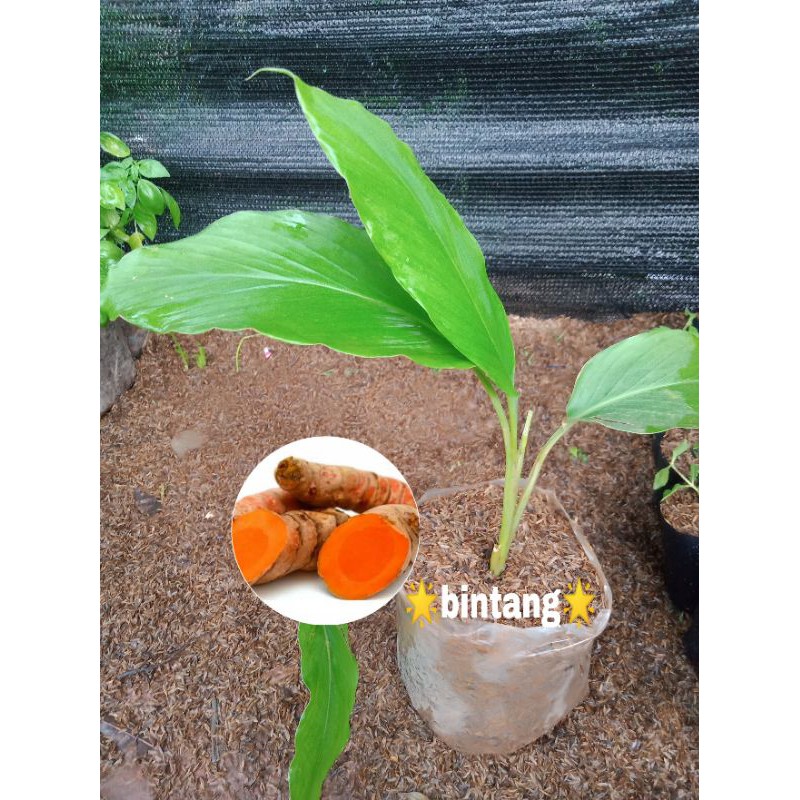 Jual tanaman herbal kunyit | tanaman rimpang kunyit koneng | Shopee ...