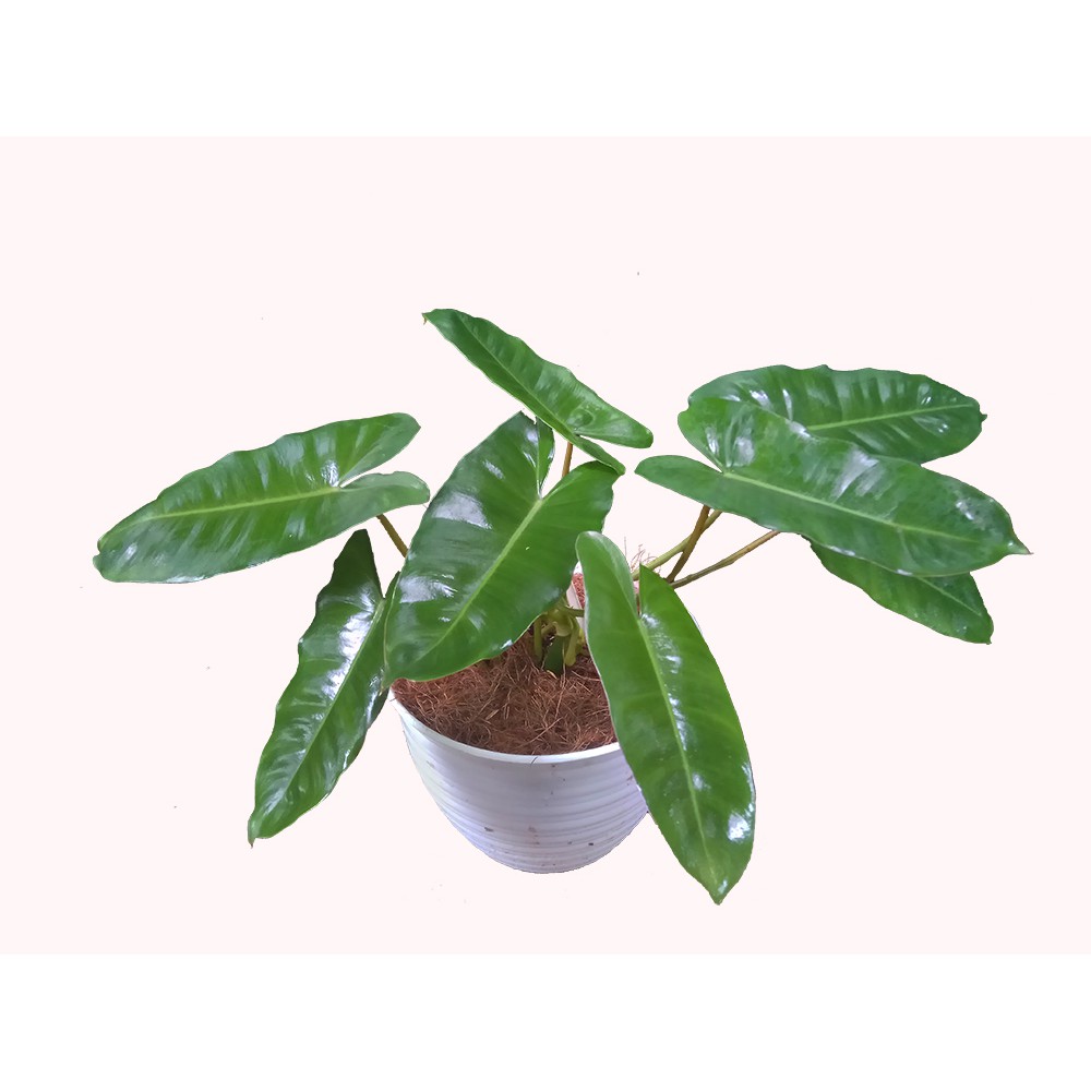 Jual Tanaman Philo Brekele / Philodron burle marx | Shopee Indonesia