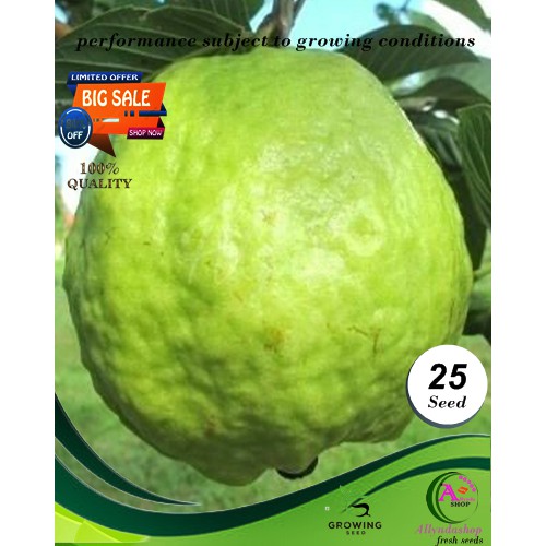 Jual 25butir biji benih buah jambu biji bangkok putih | Shopee Indonesia