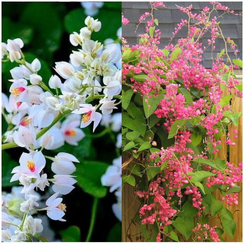 Jual paket murah( bunga air mata pengantin pink dan putih) | Shopee ...