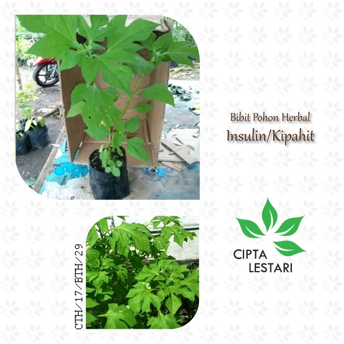 Jual Bibit Pohon Daun Insulin Kipahit Tanaman Obat Herbal Indonesia ...