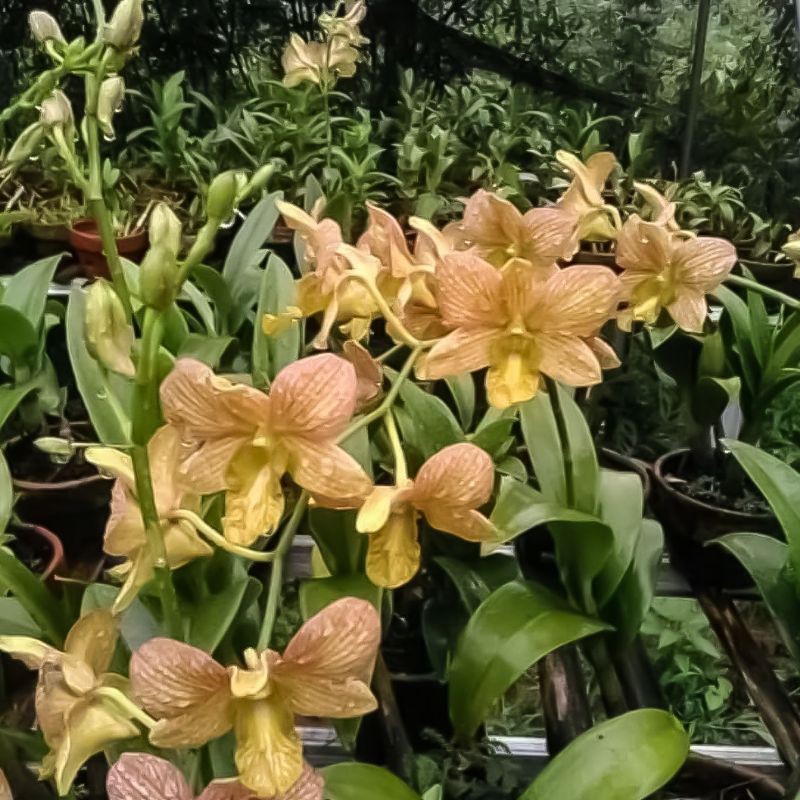 Jual Tanaman Hias Anggrek Dendrobium Dewasa Siap Bunga Jacky Strip ...