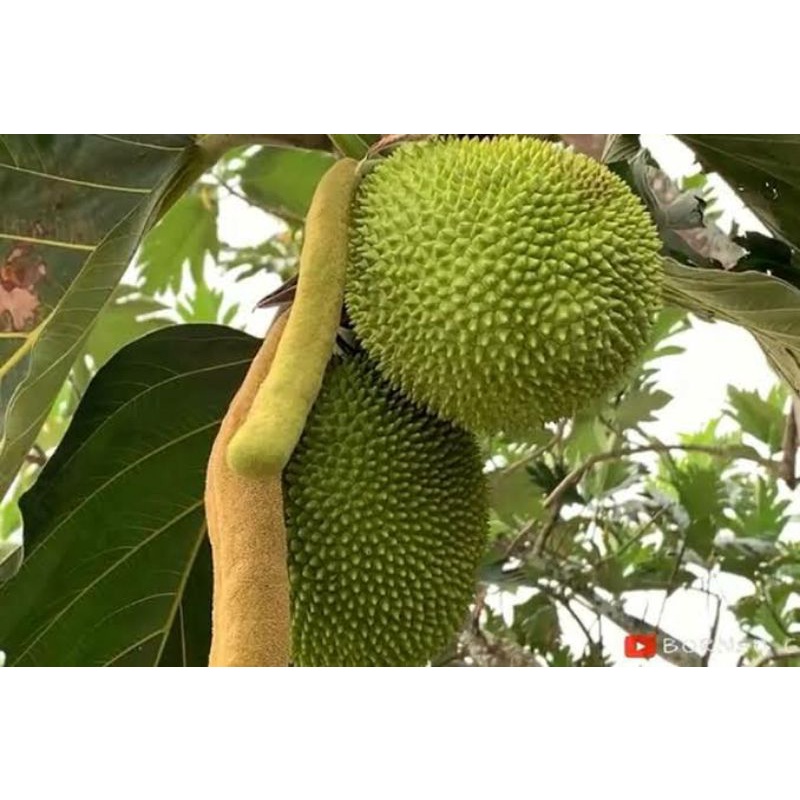 Jual Bibit Tanaman Kluwih Atau Keluwih Murah | Shopee Indonesia