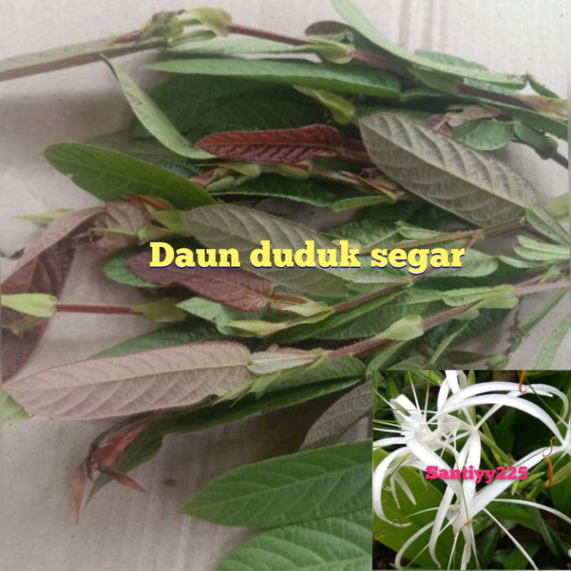 Jual Jual daun duduk 600 gram segar Indonesia|Shopee Indonesia