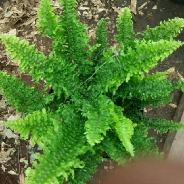 Jangan Lewatkan! Gambar Jenis Tanaman Pakis yang Mantul! - Informasi ...