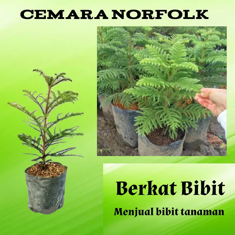 Jual Tanaman Cemara Norfolk | Shopee Indonesia