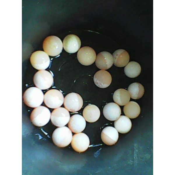 Jual telur labi labi murah Indonesia|Shopee Indonesia