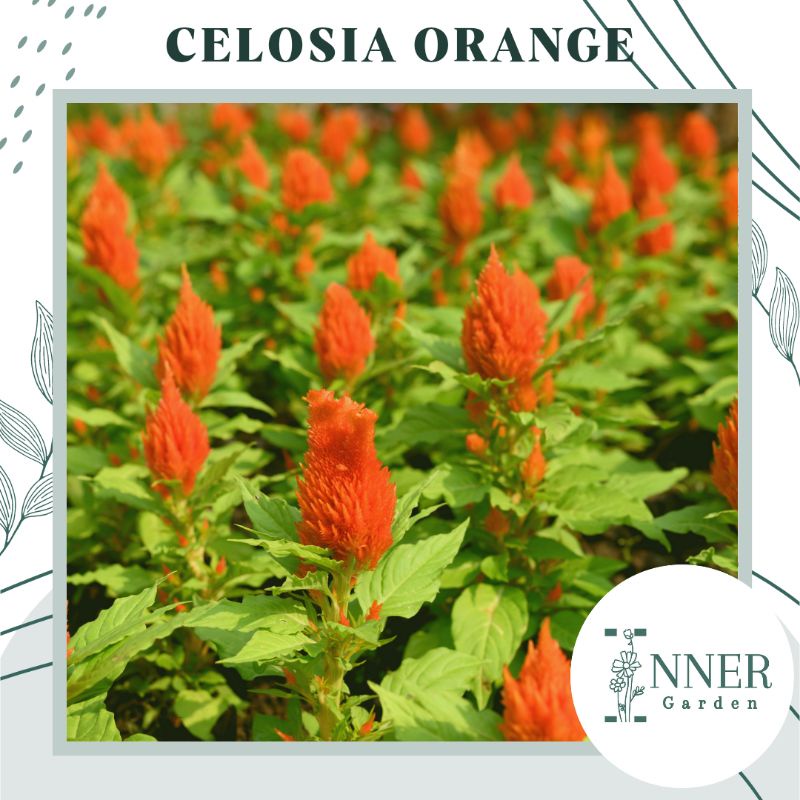 Jual 20 Biji Benih Bunga Celosia Orange Jingga | Shopee Indonesia