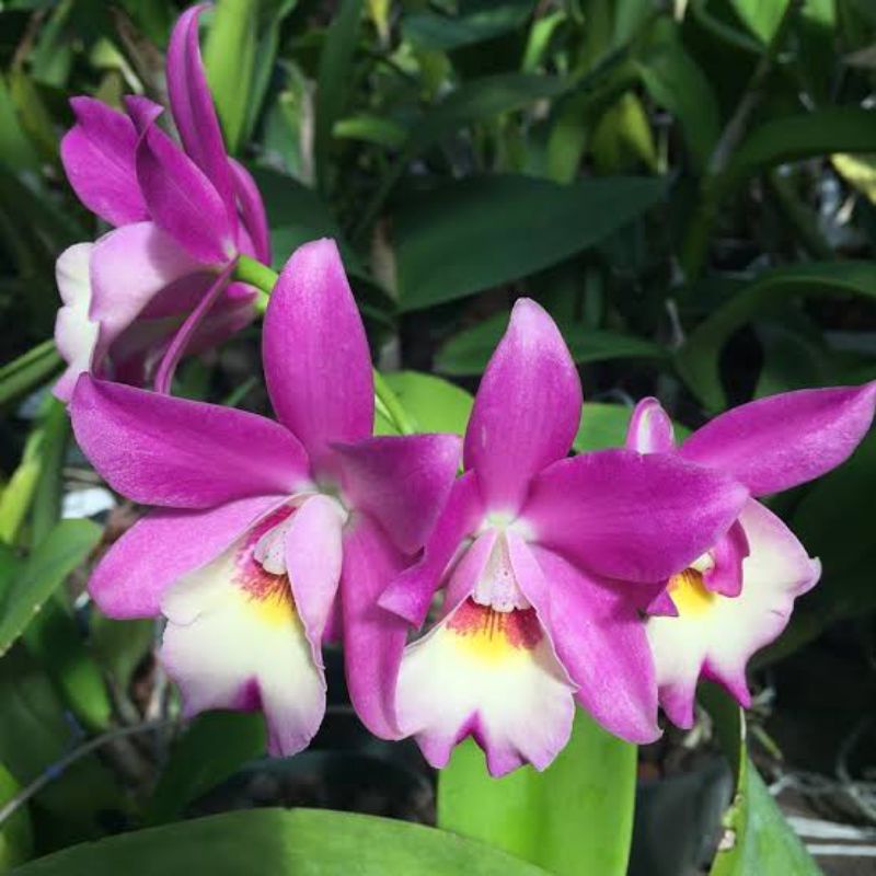 Jual Anggrek Cattleya | Shopee Indonesia