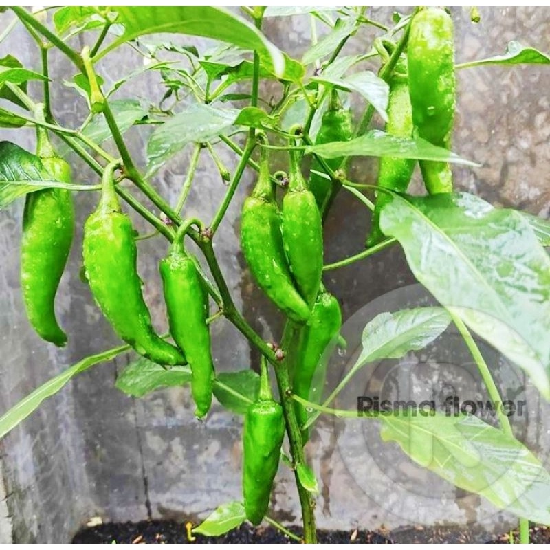 Jual Tanaman pohon cabe ijo besar / tanaman pohon cabai hijau besar ...