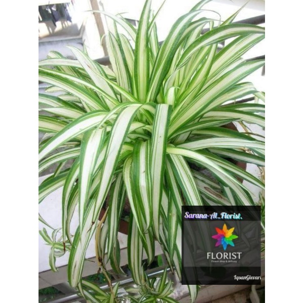 Jual Tanaman hias spider plant Lili Paris daun lurus | Shopee Indonesia