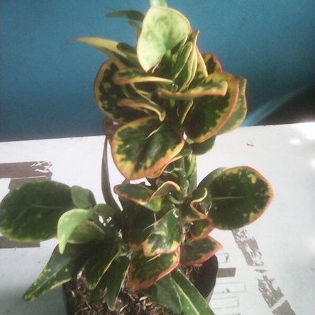 Jual Tanaman Hias Puring Koin Unik/ Pohon Puring Koin Cantik Langka ...