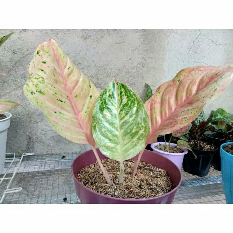 Jual tanaman hias aglonema bidadari mutasi--aglonema bidadari mutasi ... Jual tanaman hias aglonema bidadari mutasi--aglonema bidadari mutasi ...