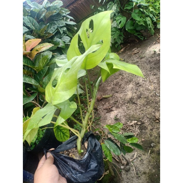 Jual monstera raphidophora pertusa Indonesia|Shopee Indonesia