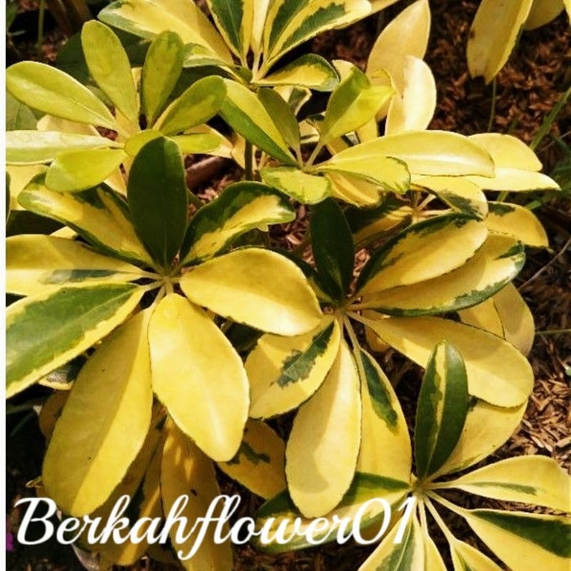 Jual Tanaman Hias Walisongo Varigata Kuning Mentega, Tanaman Walisongo ...