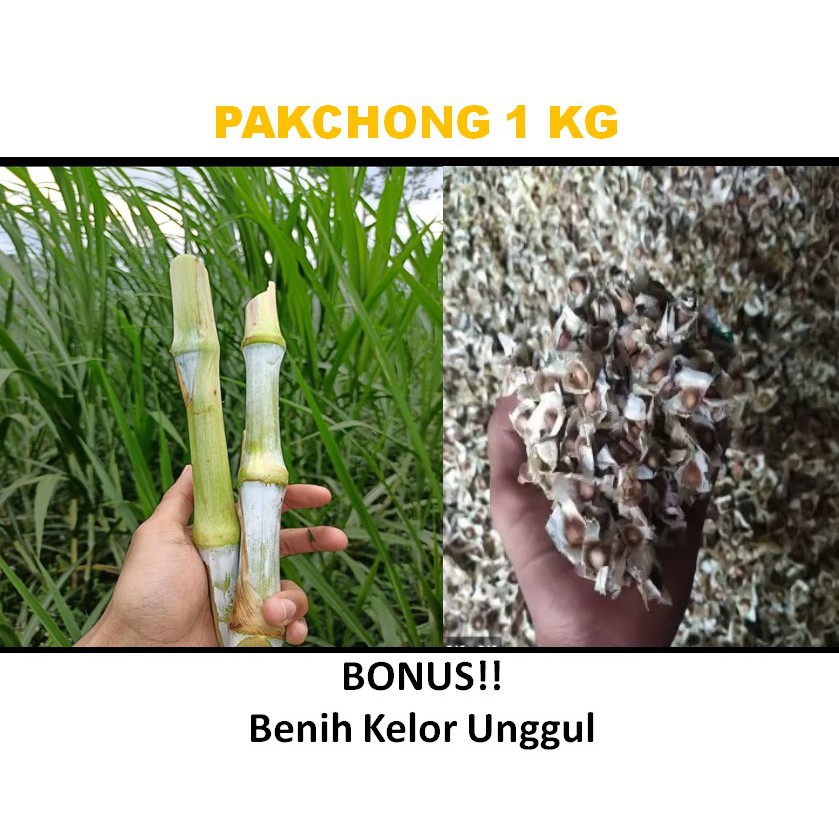 Jual Bibit Rumput Pakcong Pakchong 1 kg bonus benih kelor | Shopee ...